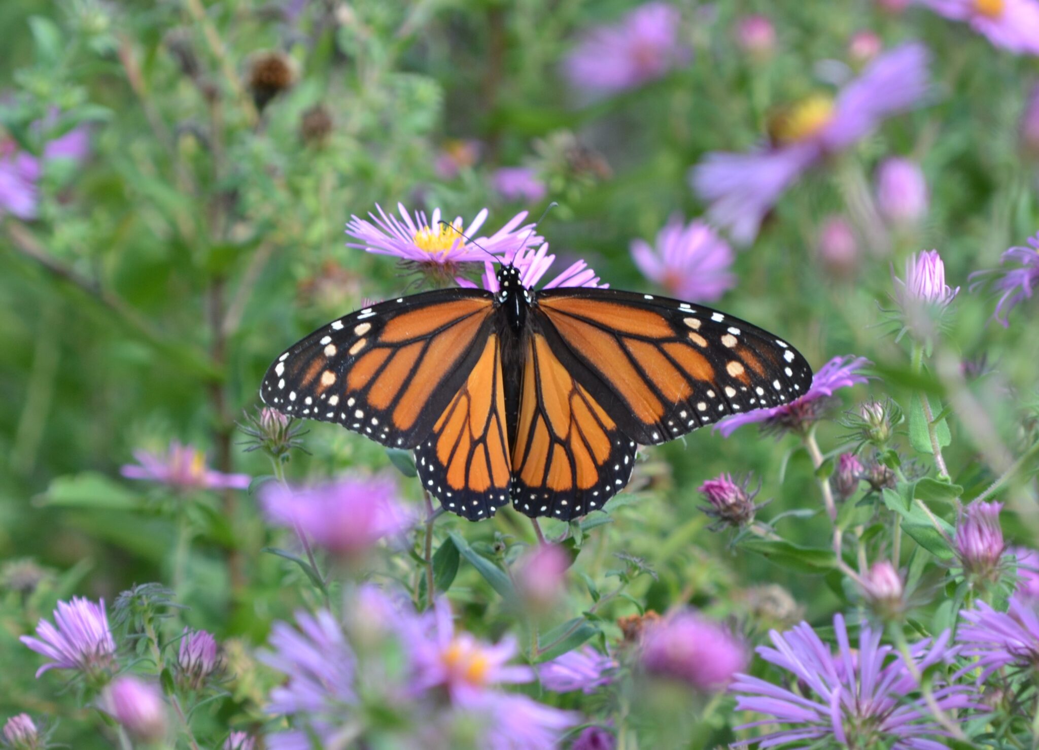 The Monarch Butterfly – Wild Ones Chesapeake Bay Chapter