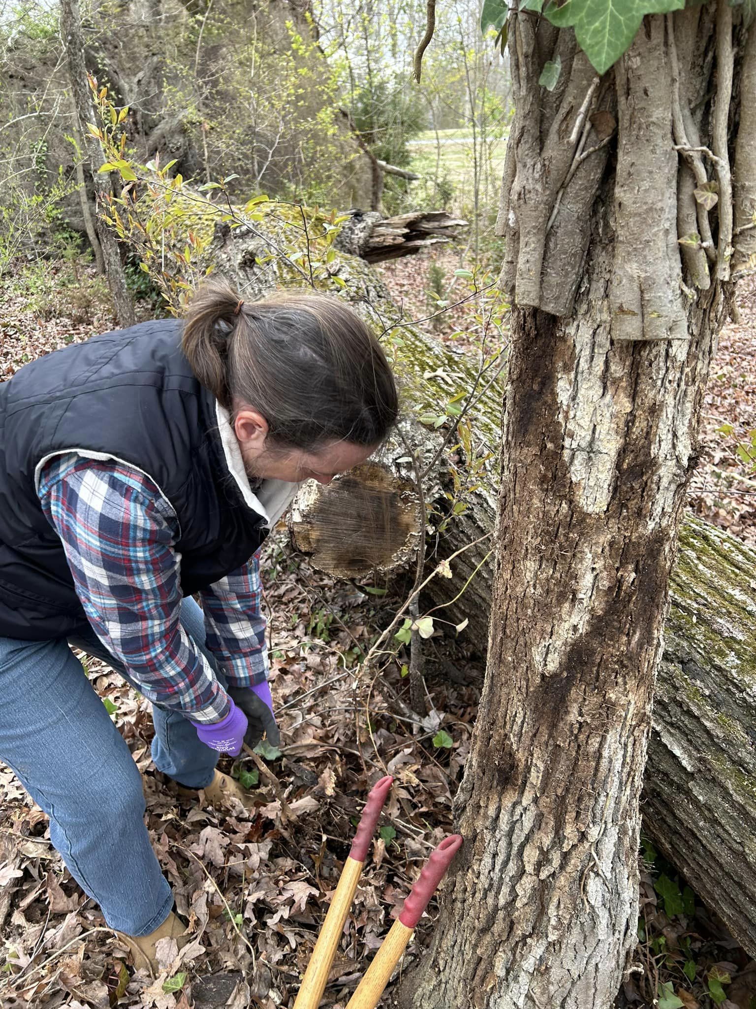 Local Leaders Tackle English Ivy – One Tree at a Time – Wild Ones ...